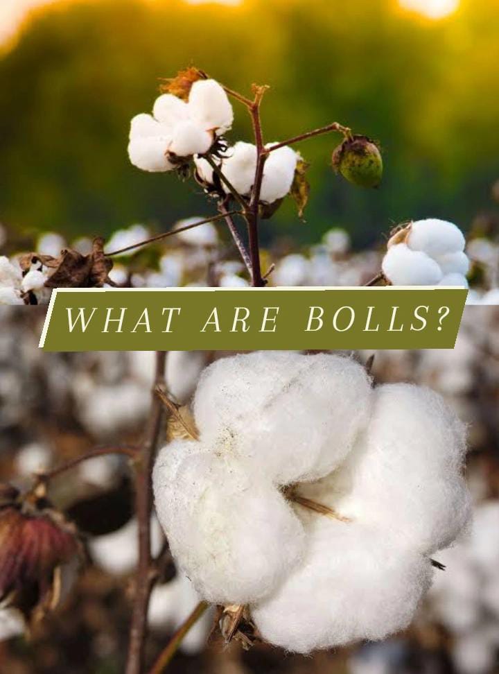 What are Bolls? – Uses – Structure – Benefits
